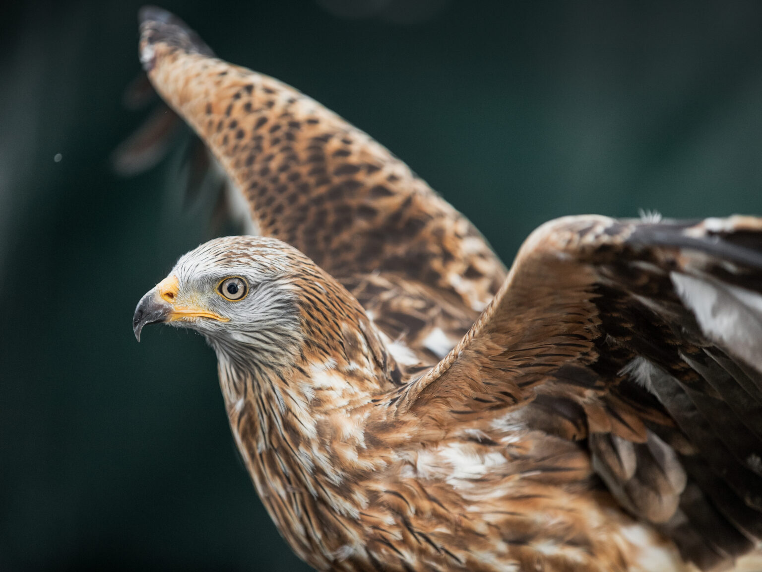 Rotmilan – Greifvogelstation