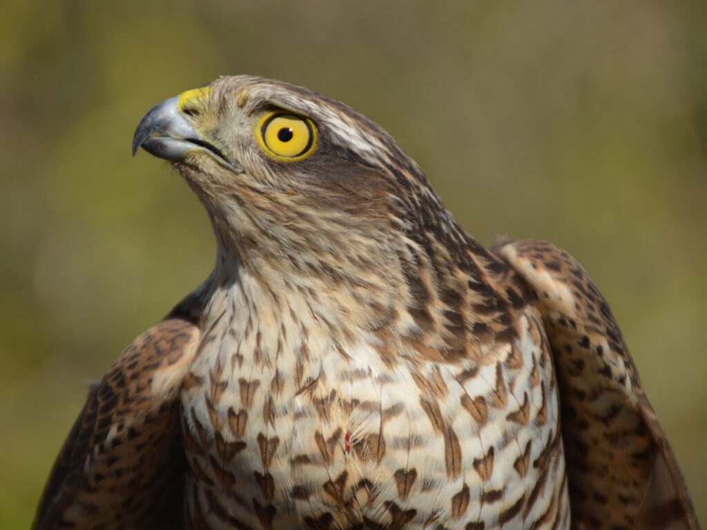 Sperber – Greifvogelstation